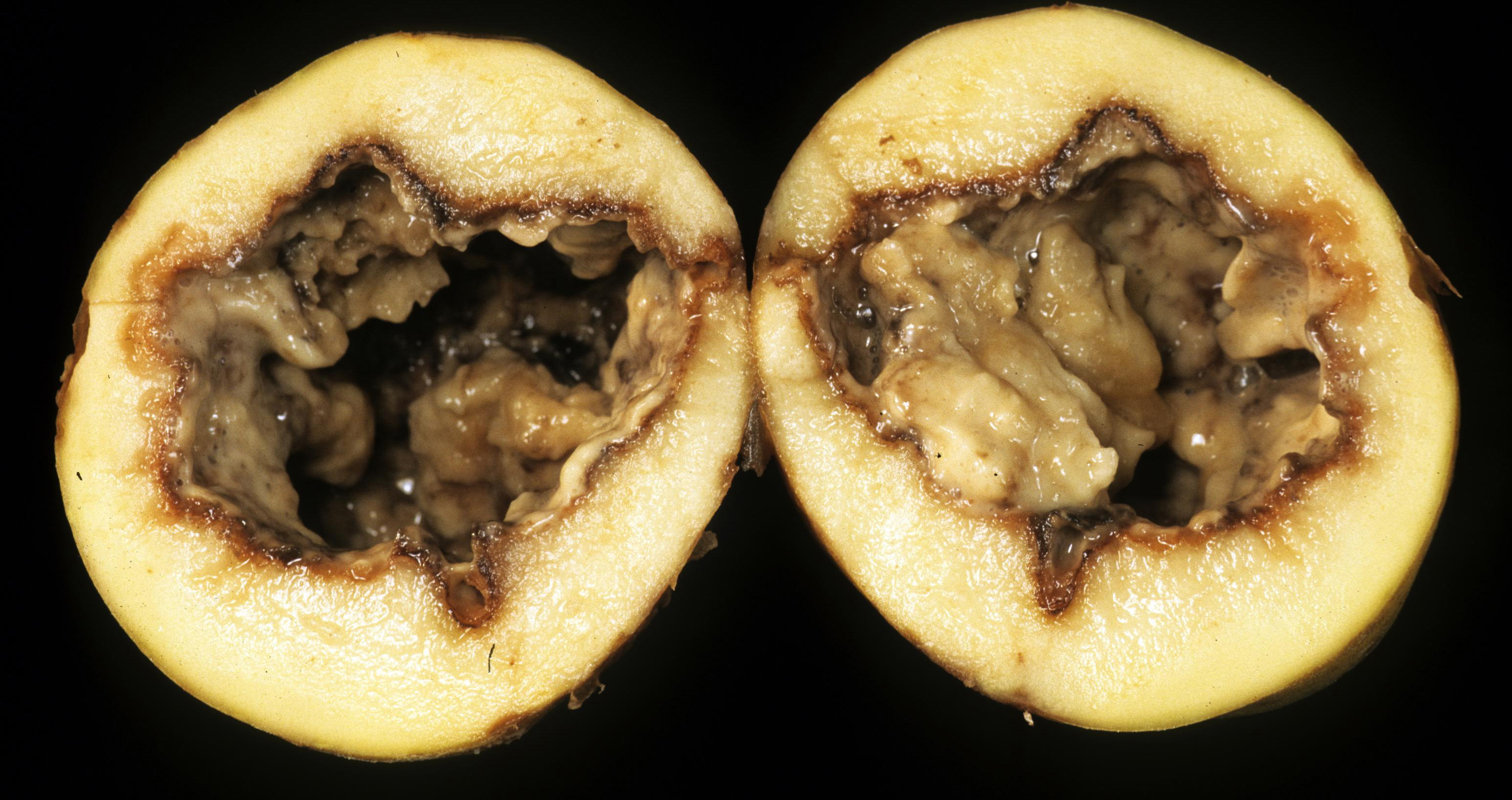 Potato Blackleg Disease: Complete Guide | Plantlyze