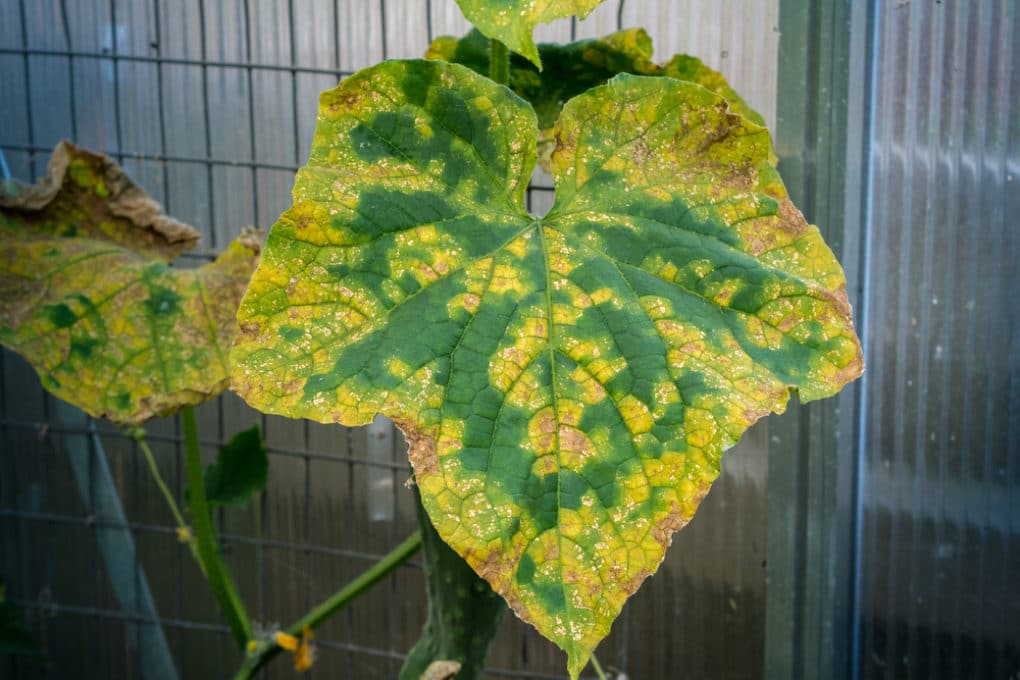 Organic Cucumber Disease Control: Complete Guide | Plantlyze