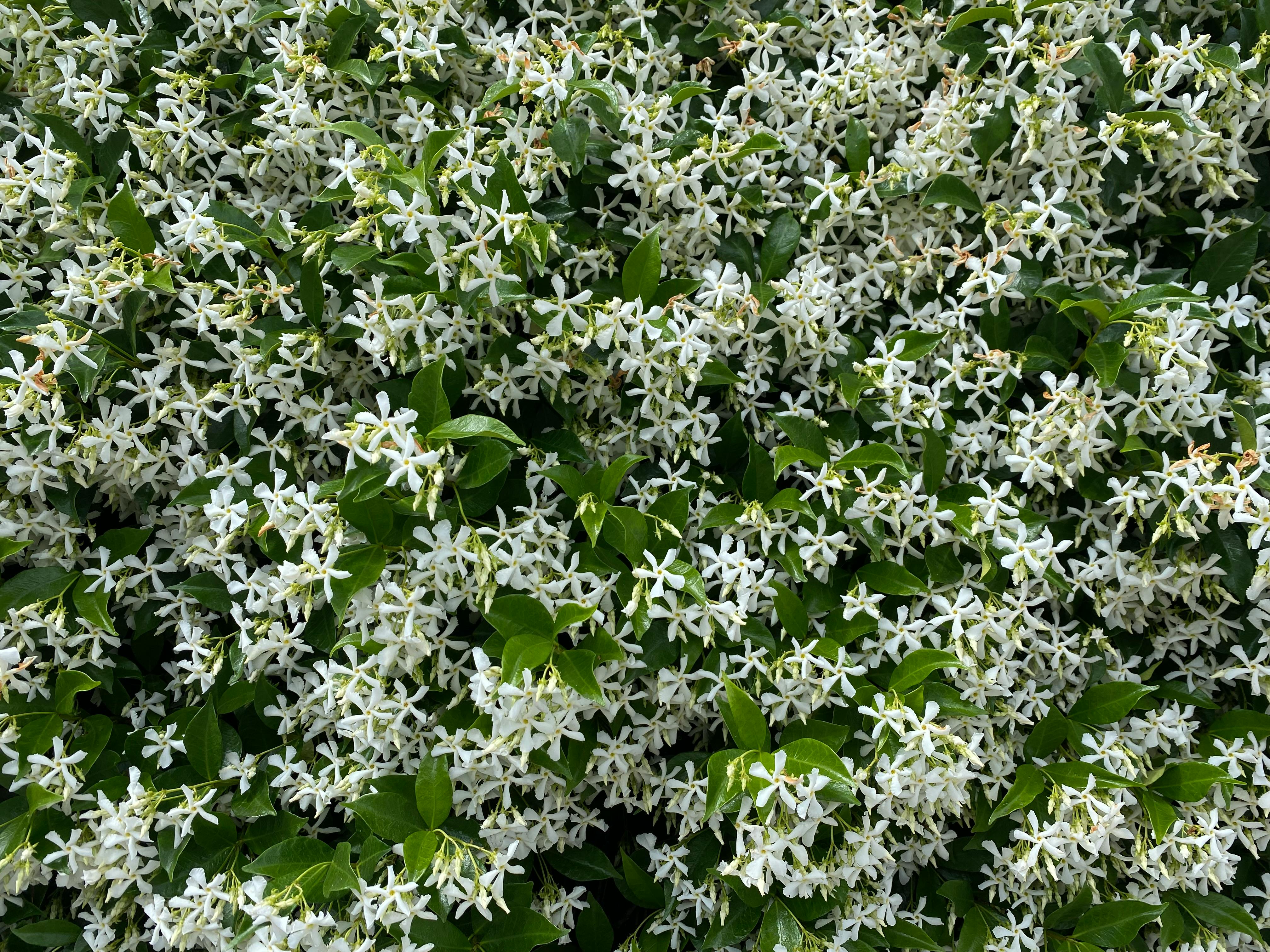 Jasmine Care Guide: Watering, Light & Propagation | Plantlyze | Plantlyze