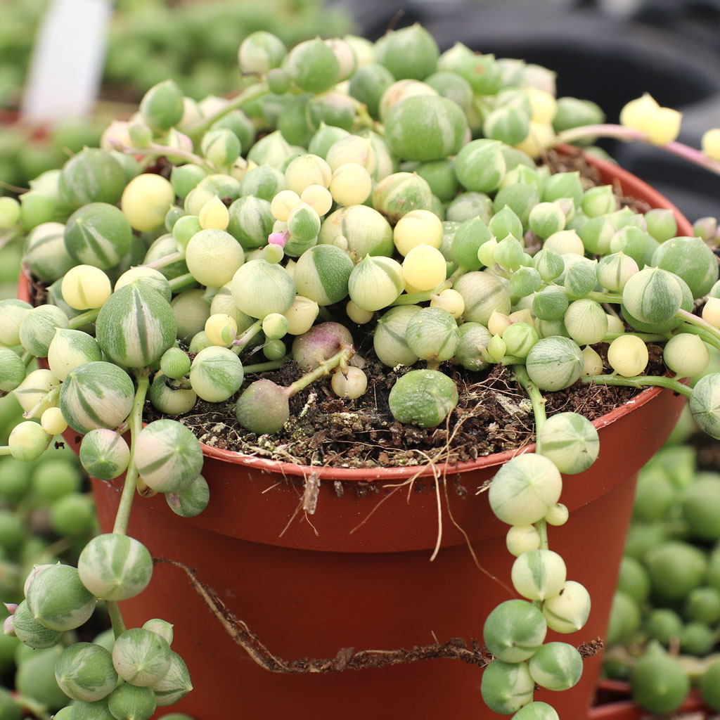 String of Pearls Care Guide: Watering, Light & Propagation Tips | Plantlyze