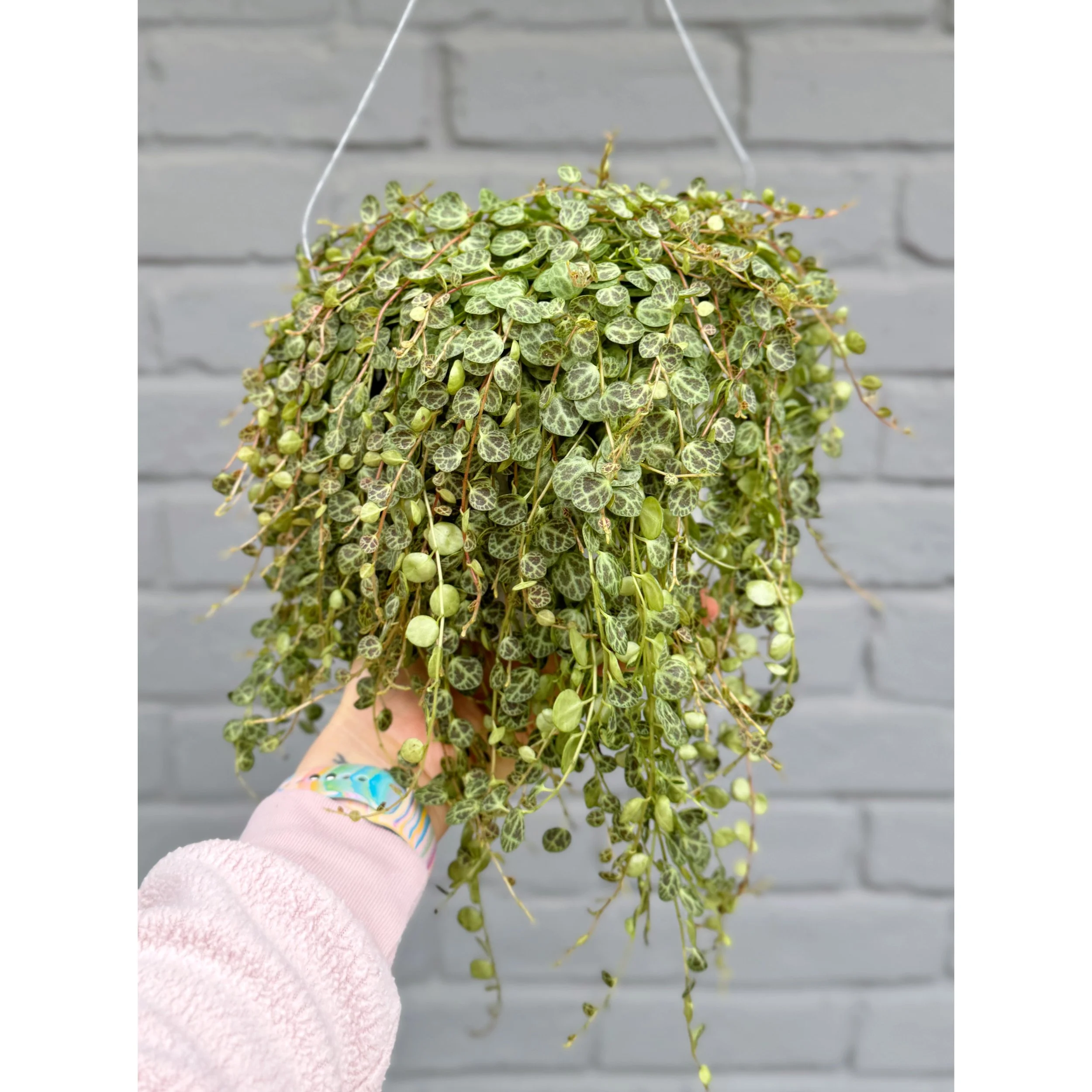 String of Pearls Care Guide: Watering, Light & Propagation Tips | Plantlyze