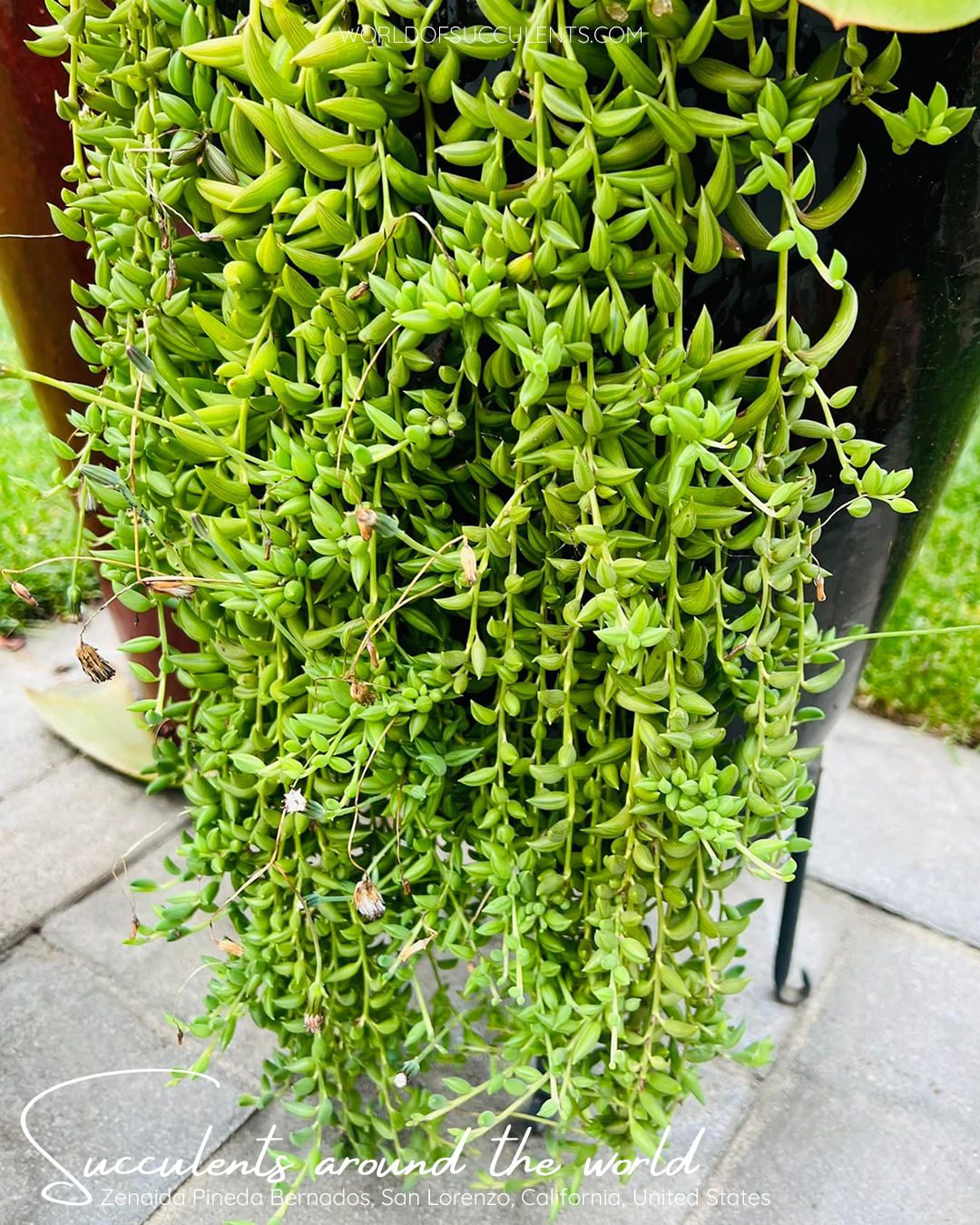 String of Pearls Care Guide: Watering, Light & Propagation Tips | Plantlyze